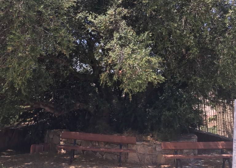 An Olive Tree at Thagaste and Legends of Augustine – Terrae Transmarinae