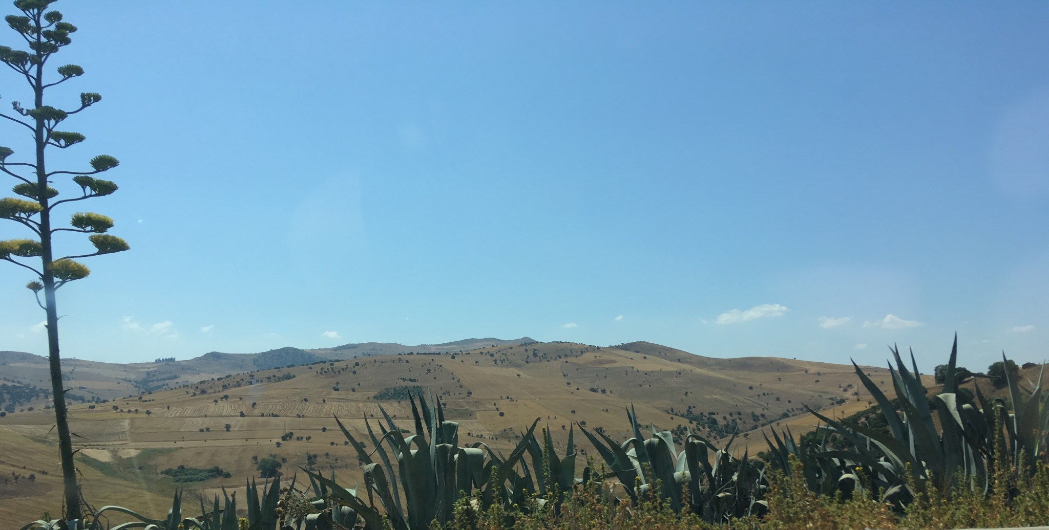 An Olive Tree at Thagaste and Legends of Augustine – Terrae Transmarinae